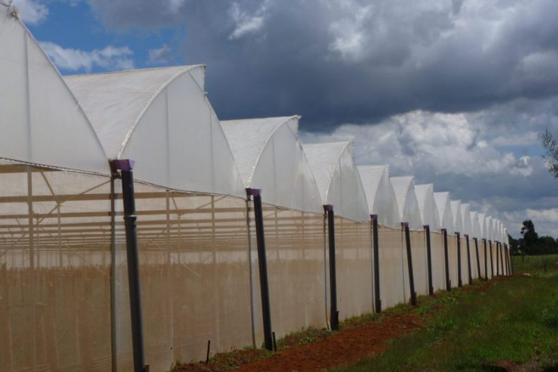 Crop Covers and Tunnels – Greenspan Agritech