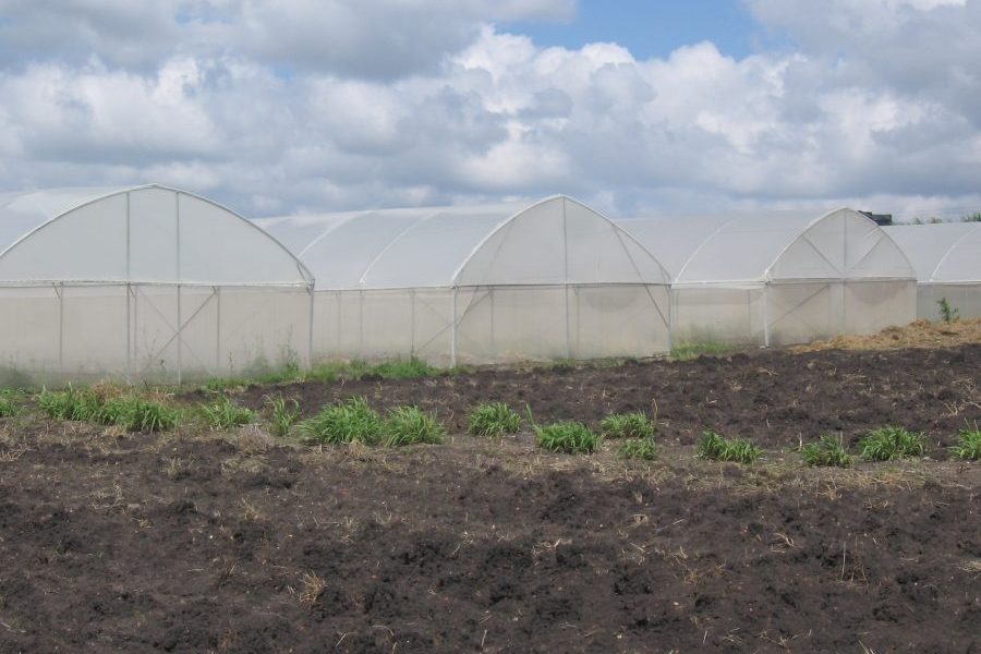 Tunnel 800 HC – Greenspan Agritech